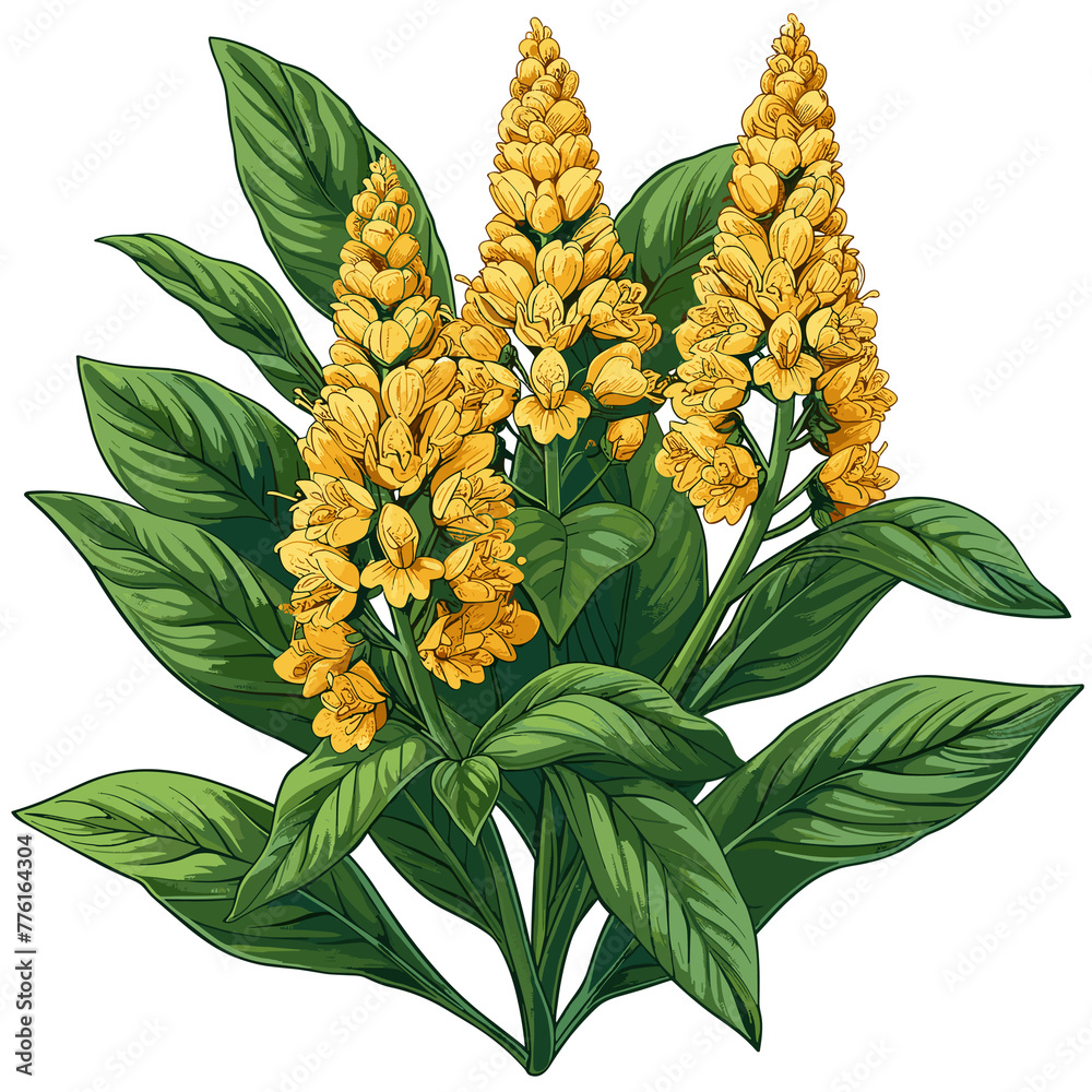 Chenopodium Quinoa Flat Colors Cartoon , Cartoon , Illustration ...