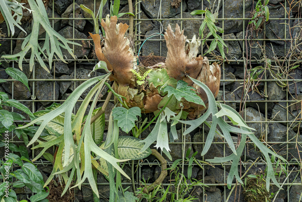 Long leaves of Elkhorn Fern epiphytes on tree. Strange plant type that ...