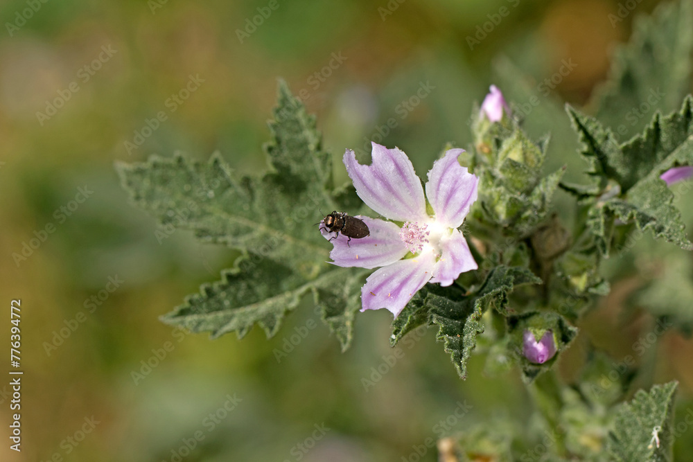 Pollinator insect (probably Acmaeodera brevipes) on a smaller tree ...