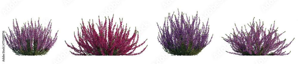 Calluna vulgaris (common, scotch, scottish heather, ling, heather ...
