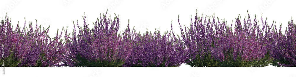 Calluna vulgaris (common, scotch, scottish heather, ling, heather ...