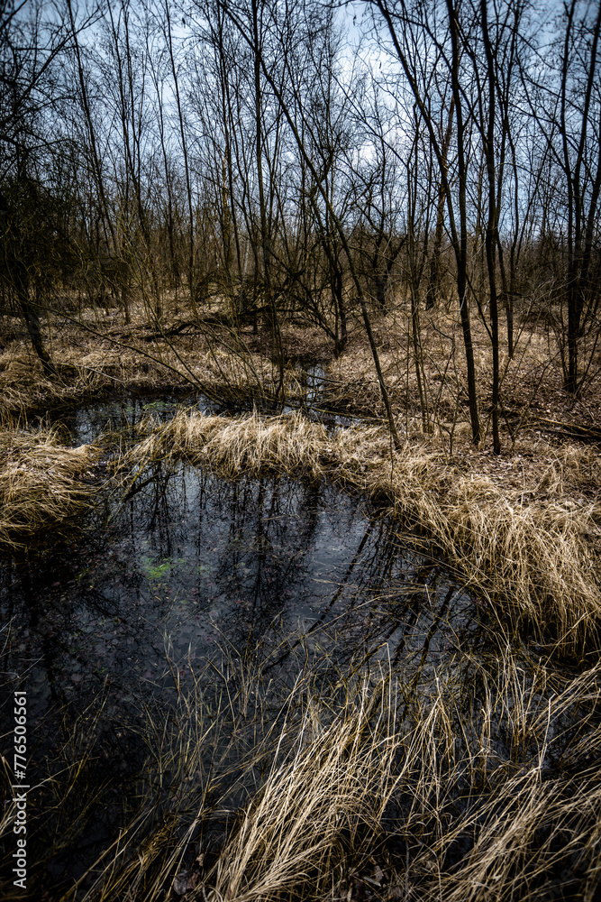 Swamp inside a dense forest. Flood in the forest. Thick yellow grass ...