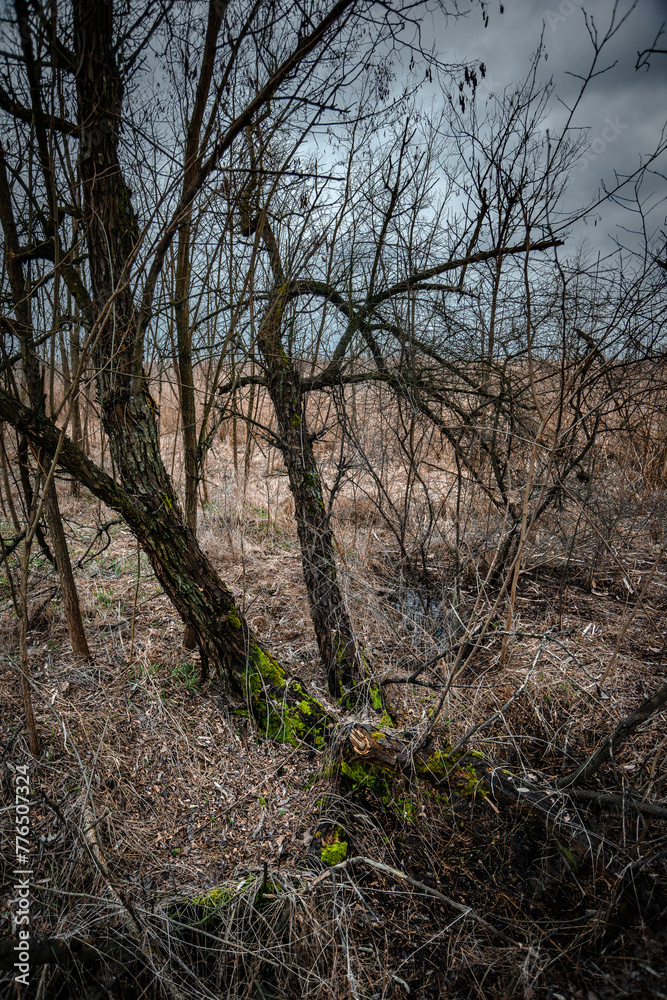 Swamp inside a dense forest. Flood in the forest. Thick yellow grass ...