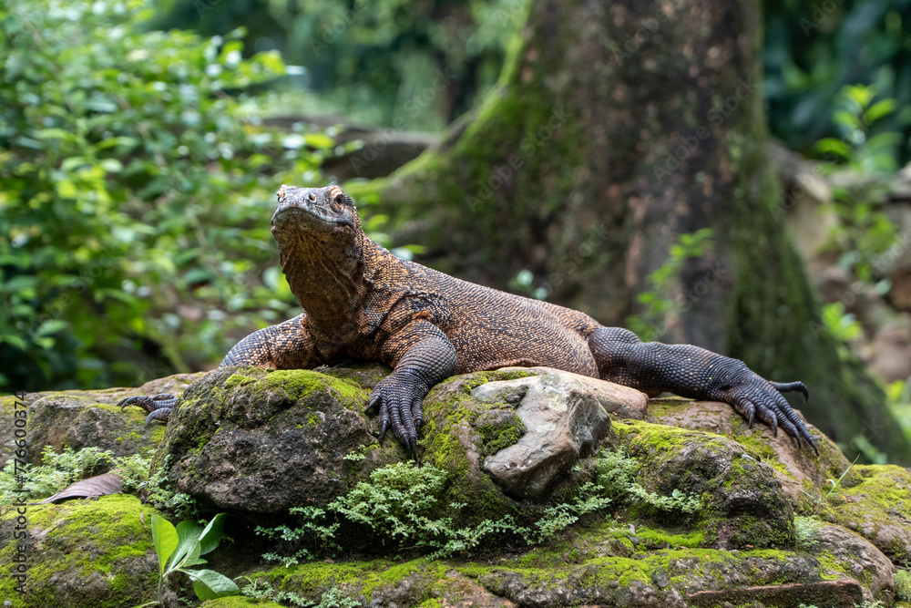 Komodo dragon (Varanus komodoensis). Giant Komodo lizard sunbathing on ...
