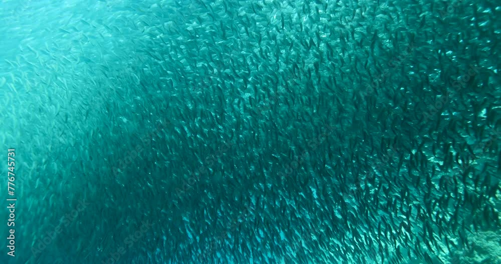 A school of sardines forms a ball to hide from the shark. A flock herd ...