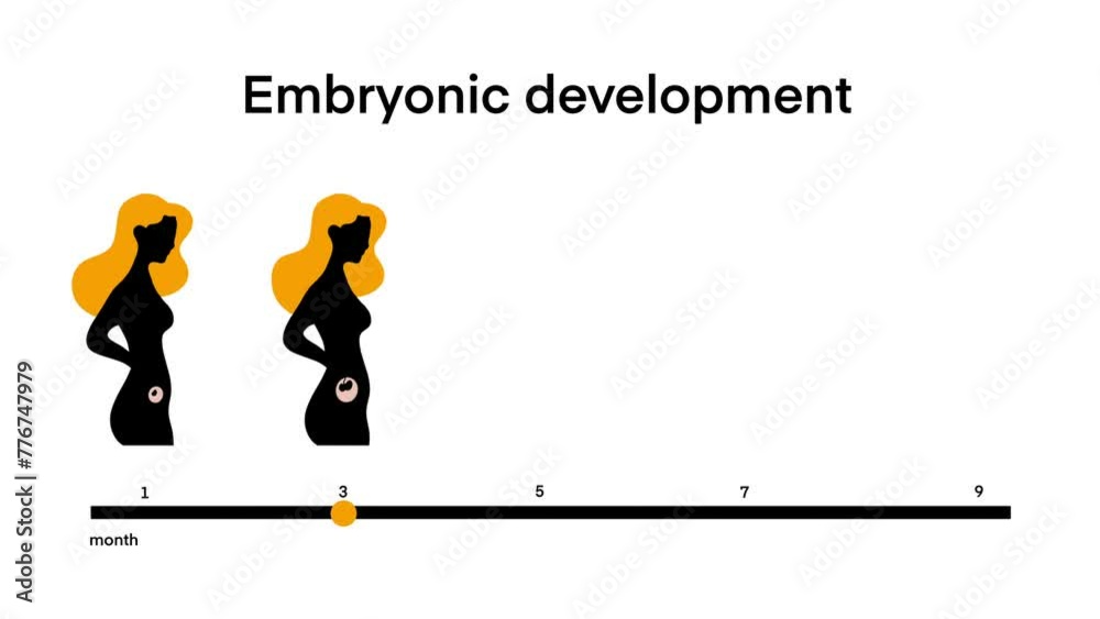 Pregnant woman, fetus inside the womb, Pregnant woman's belly inside ...