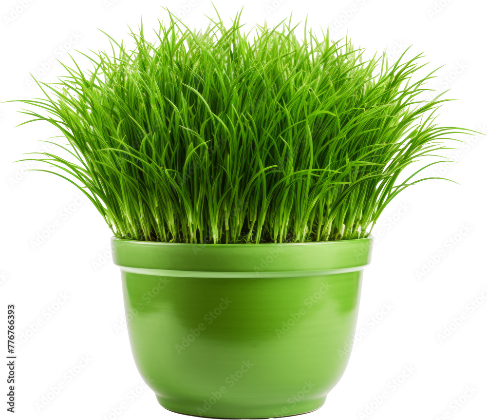 green pot,green grass pot isolated on white or transparent background ...