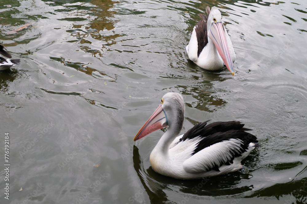 Australian pelican (Pelecanus conspicillatus) floating on water ...
