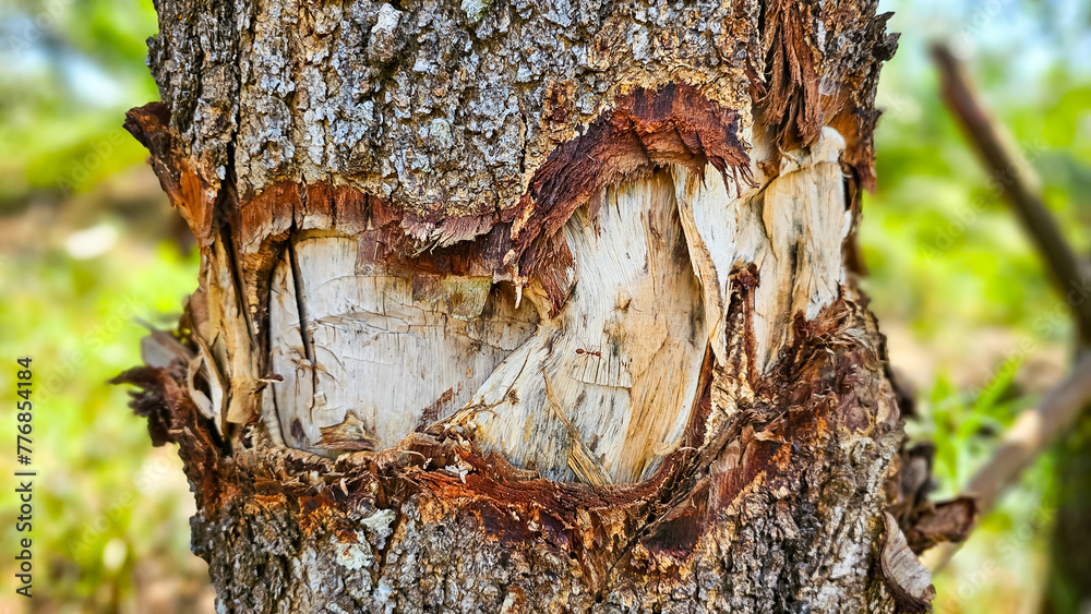 Broken tree in the forest on the nature. Macro shot of a large tree ...