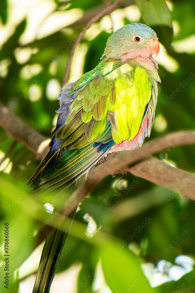 Princess parrot is an Australian bird of the parrot family. Its name ...