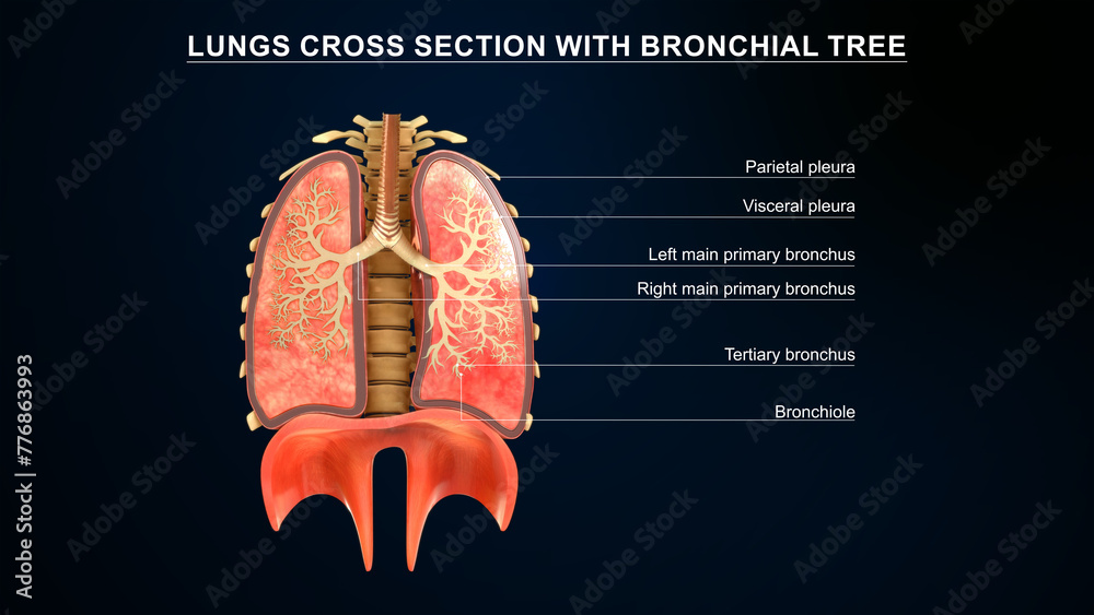 Lungs cross section with diaphragm with labeled 3d illustration Stock ...
