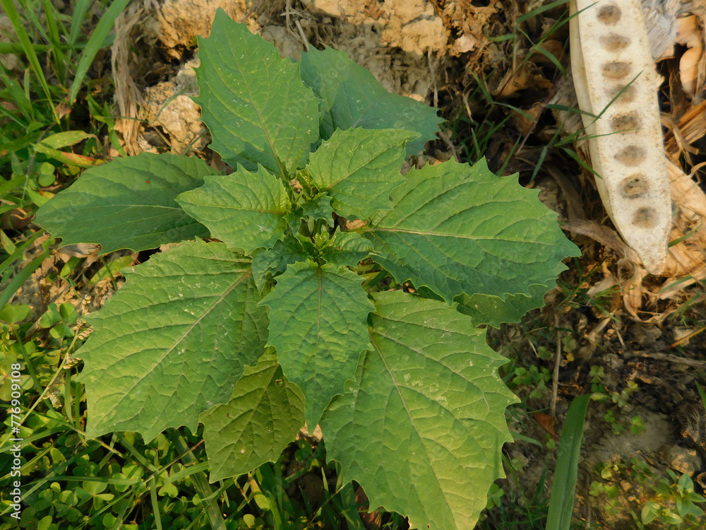 Solanum Nigrum plant indian macoy plant outdoor activities natural ...