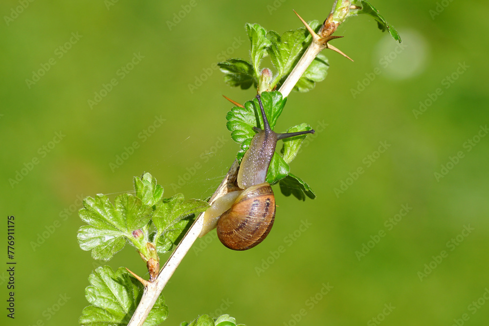 Garden snail (Cornu aspersum) crawling on a twig of an European ...