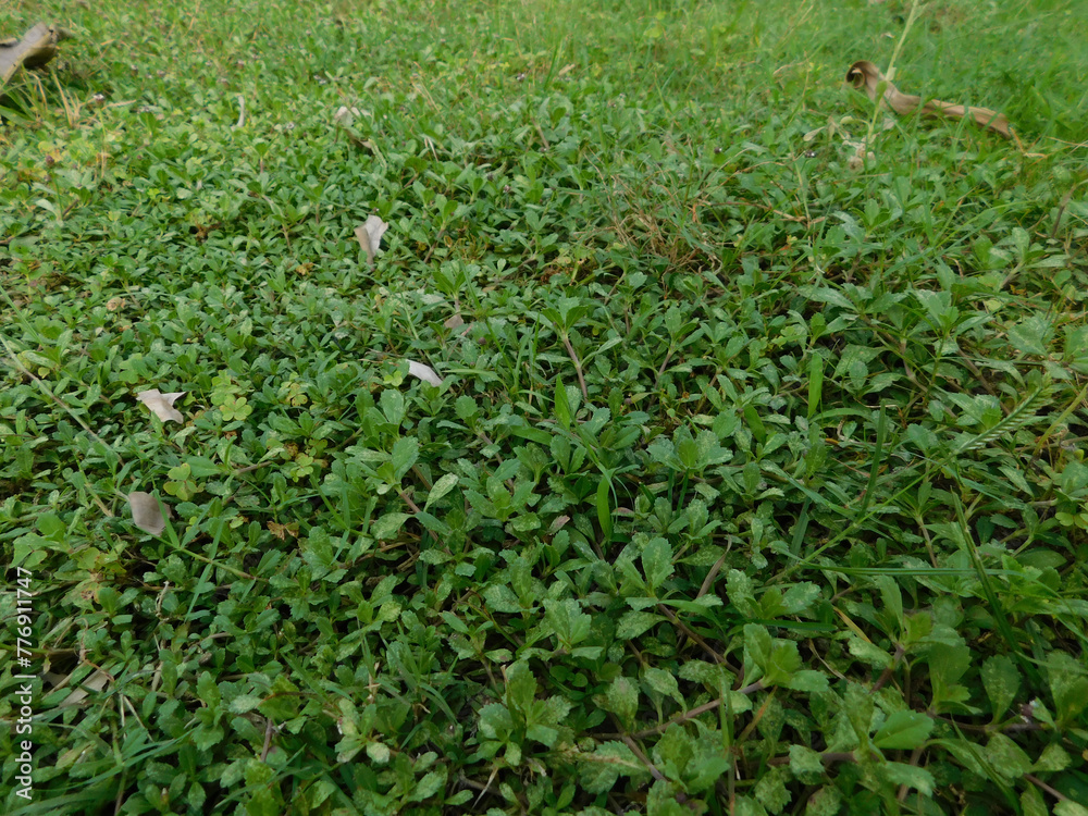 Frogfruit (Phyla nodiflora) Aka Turkey tangle fogfruit, Capeweed ...