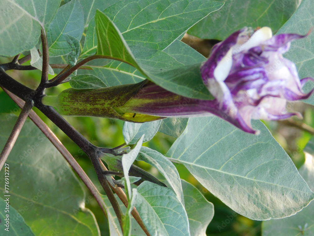 Datura metel flower commonly known as indian thornapple, devil's ...