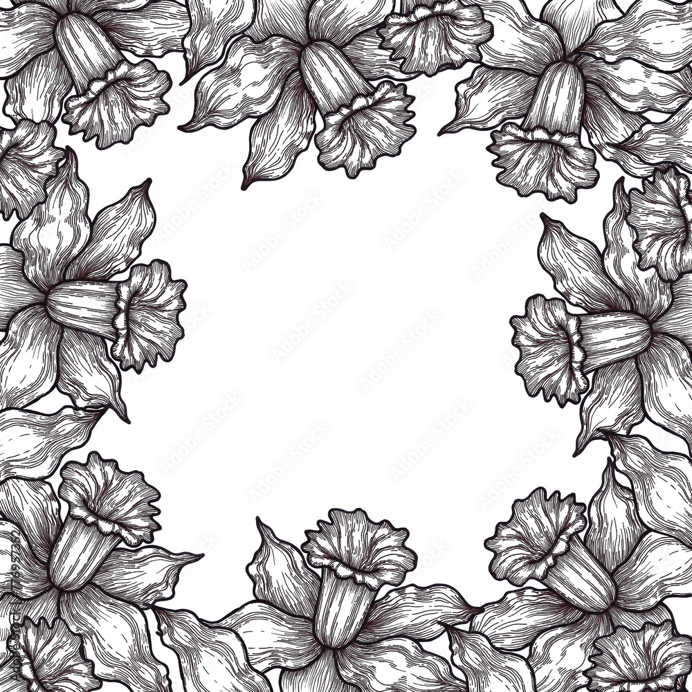 Hand drawn black pencil daffodil drawing frame border isolated on white ...