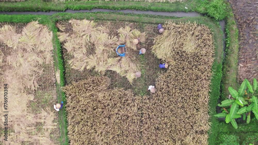 Manual rice harvesting at Bali Island, group of women work together ...