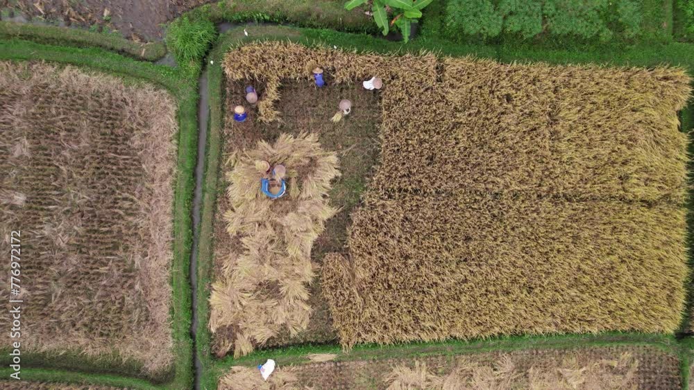 Manual rice harvesting at Bali, group of women work together at field ...