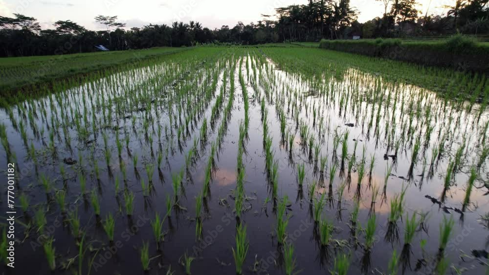 Vidéo Stock Waterlogged field with freshly planted rice seedlings ...