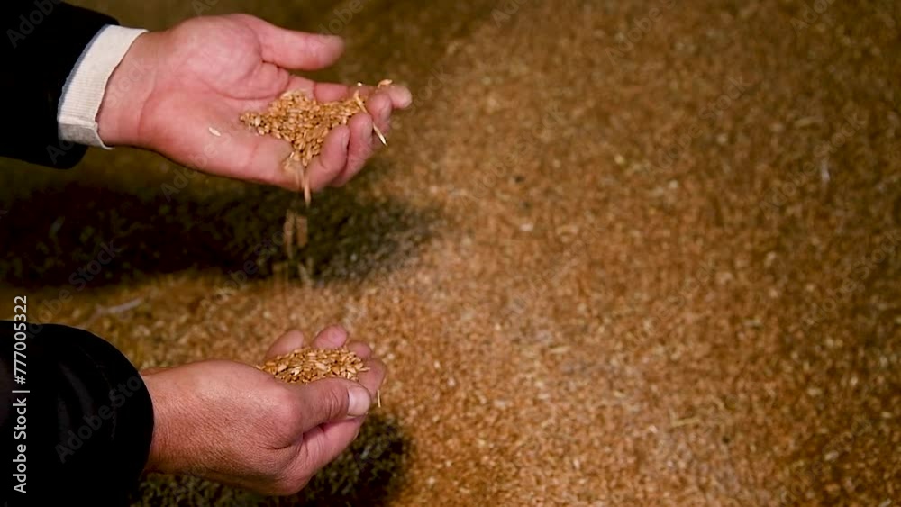 Good wheat harvest. Wheat grains in the hands of a farmer when stored ...