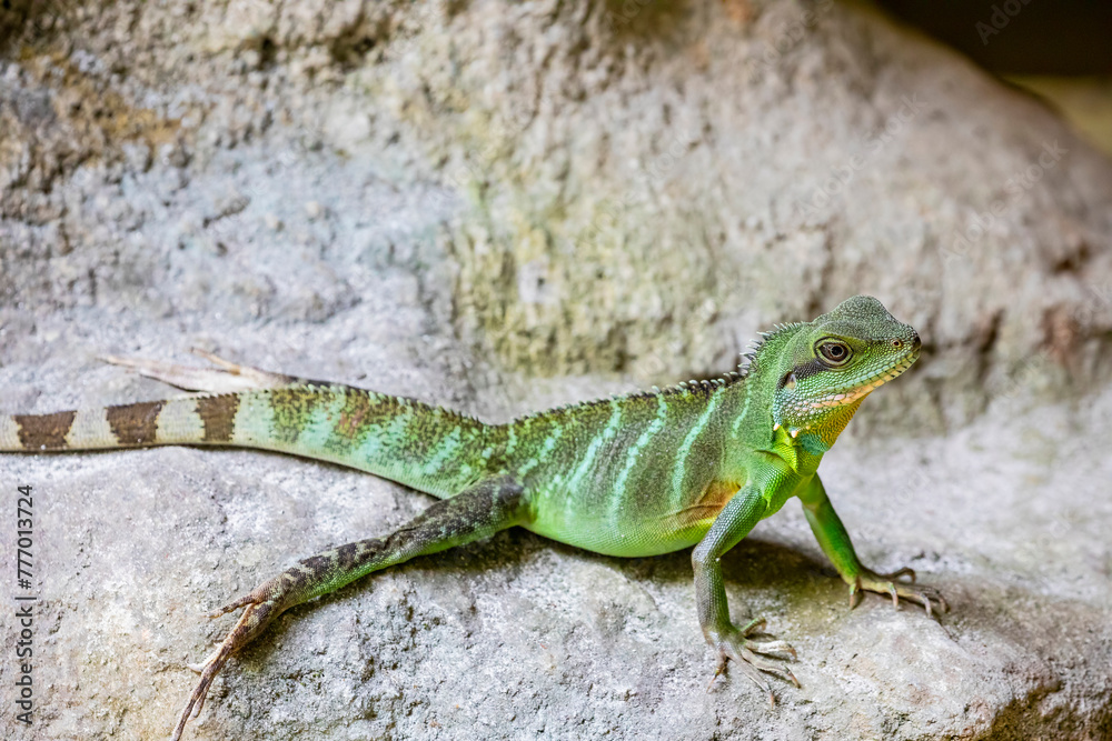 Chinese water dragon (Physignathus cocincinus) is a species of agamid ...