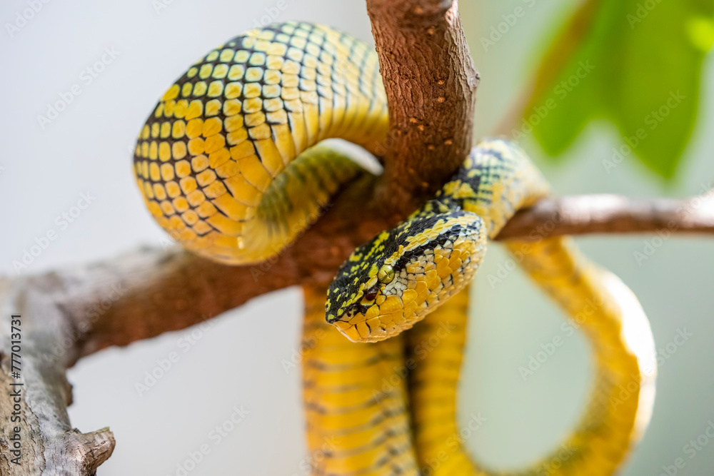 Wagler's pit viper (Tropidolaemus wagleri) in temple of the Azure Cloud ...
