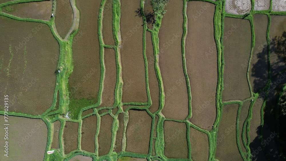 Vidéo Stock Flooded rice paddy with small plantlings growing in watered ...