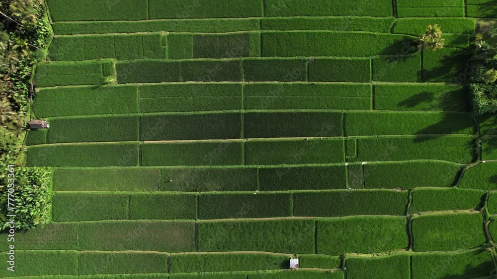 Vidéo Stock Unusually straight and regular rectangular rice paddies ...