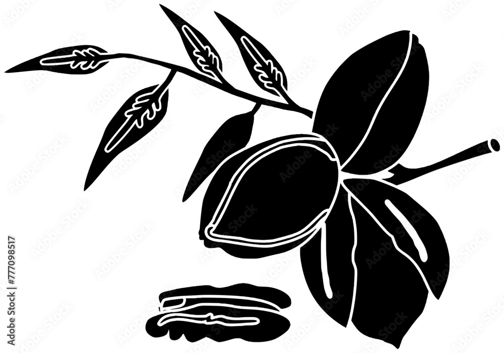 walnut illustration hazelnut silhouette pecan logo nut icon healthy ...