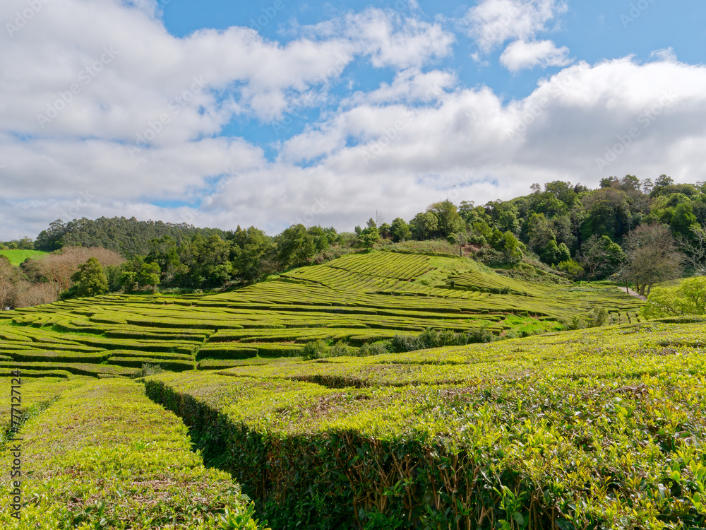 Lush green fields tea plantation in Gorreana Tea Factory on Sao Miguel ...