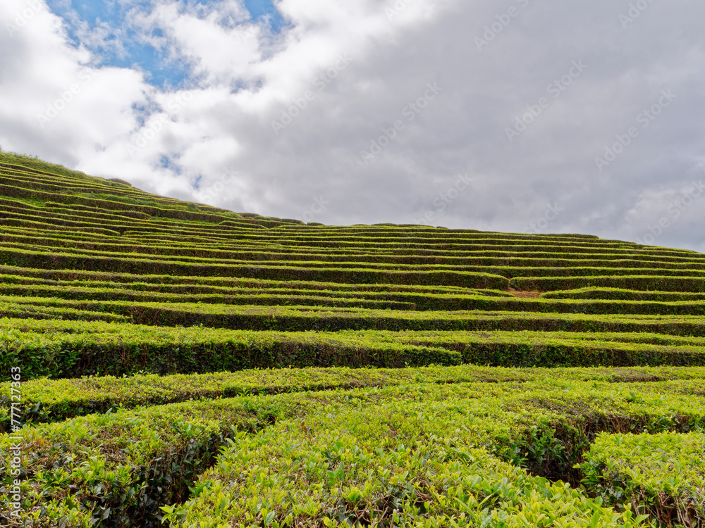 Lush green fields tea plantation in Gorreana Tea Factory on Sao Miguel ...