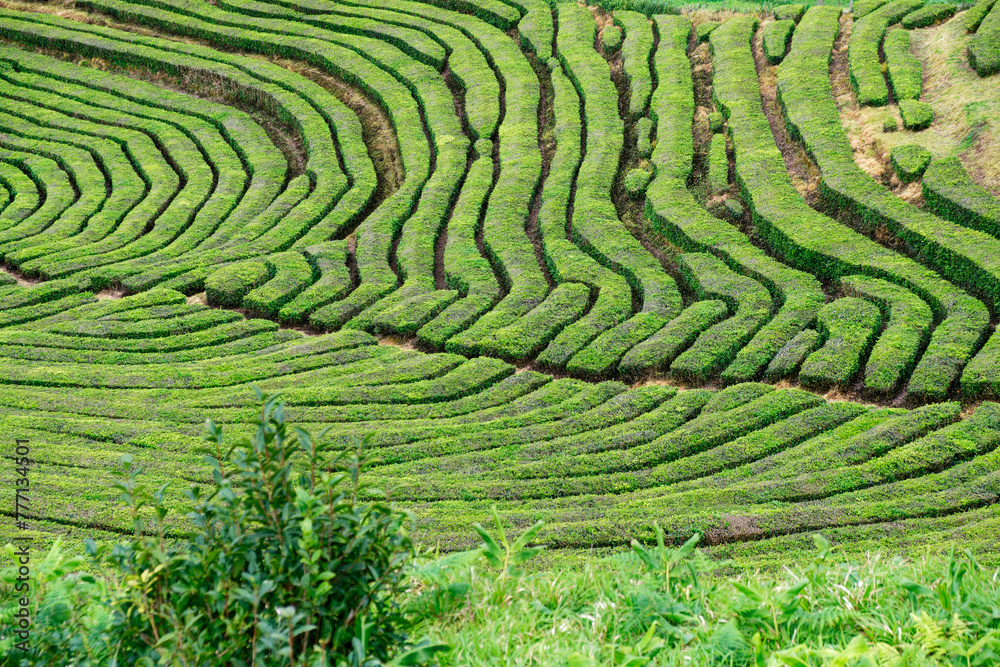 Lush green fields tea plantation in Gorreana Tea Factory on Sao Miguel ...