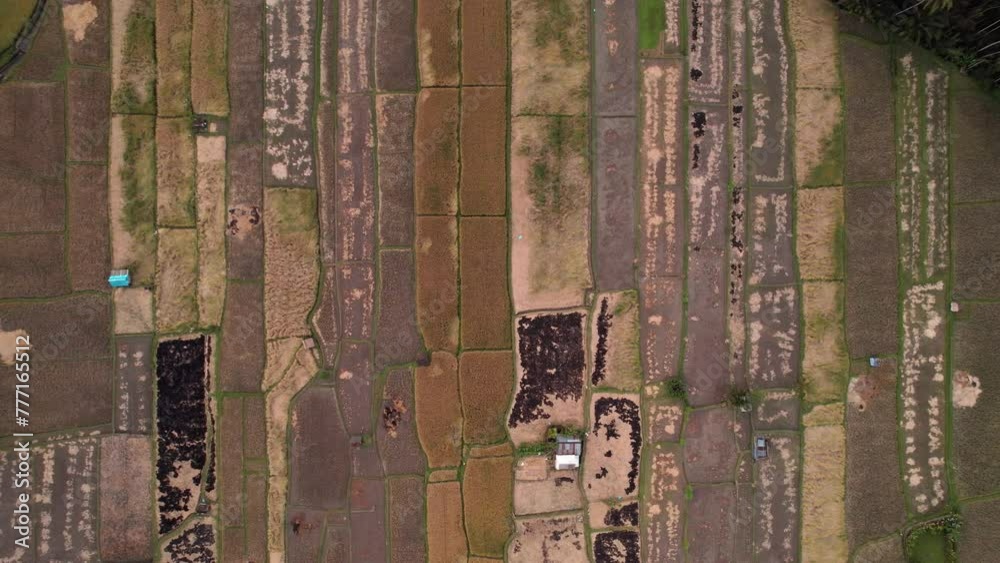 Brown colored patchwork pattern of harvested rice fields, top-down ...