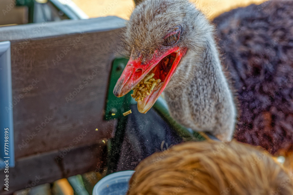 Large ostrich hungrily eating dry pellets from small boy during a tour ...