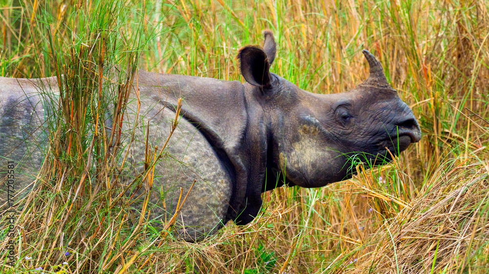 Greater One-horned Rhinoceros, Indian Rhinoceros, Asian Rhino ...
