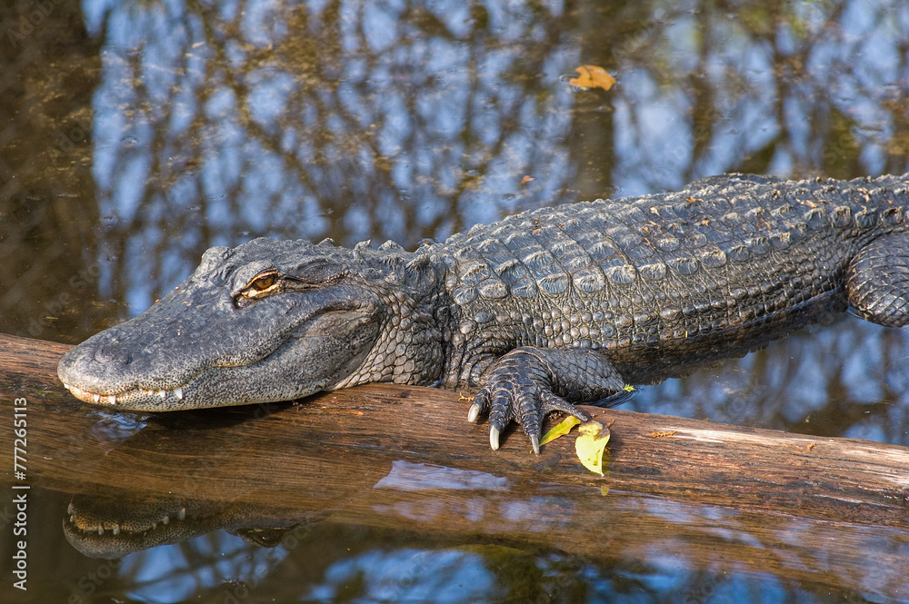 Small American alligator, Alligator mississippiensis, partly submerged ...