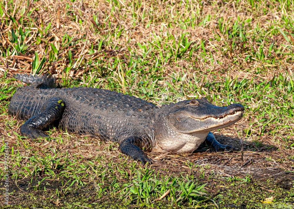 Large Alligator, Alligator mississippiensis, on a grassy shore in ...