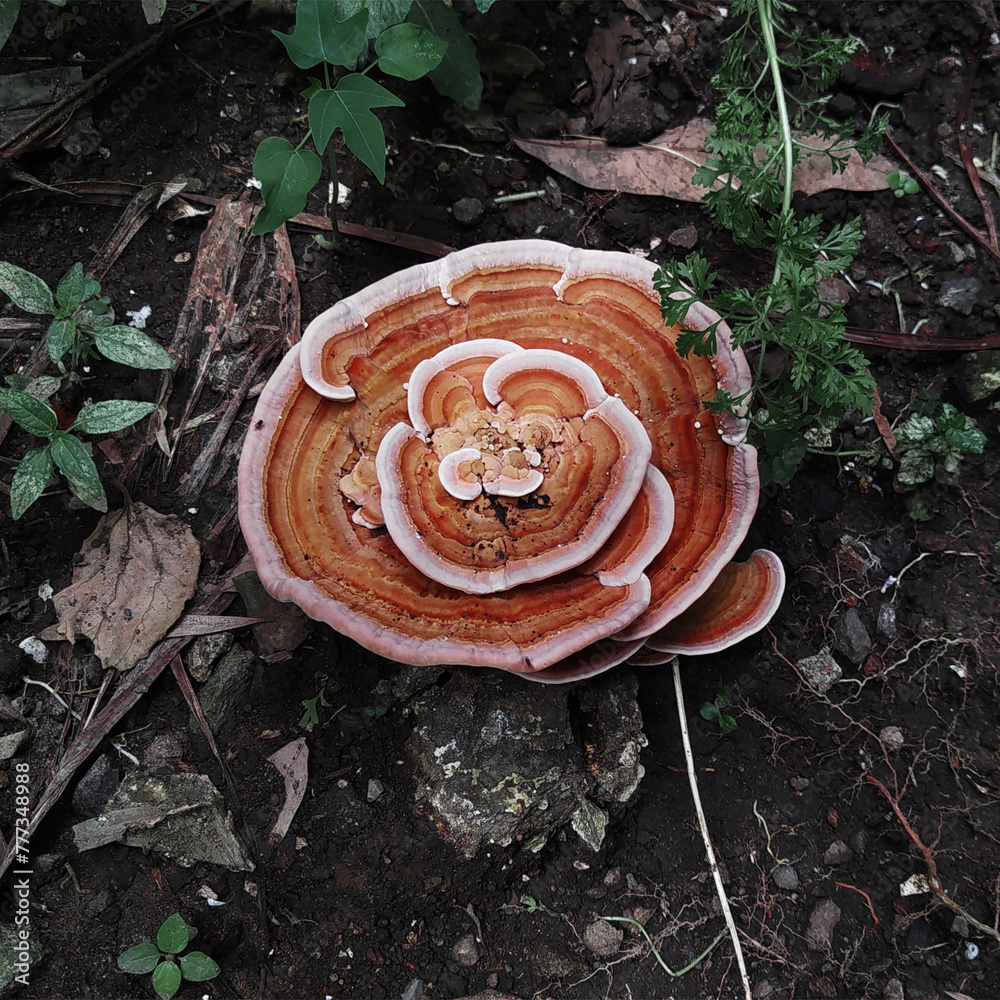 Microporus is a genus of fungi in the family Polyporaceae. A group of ...