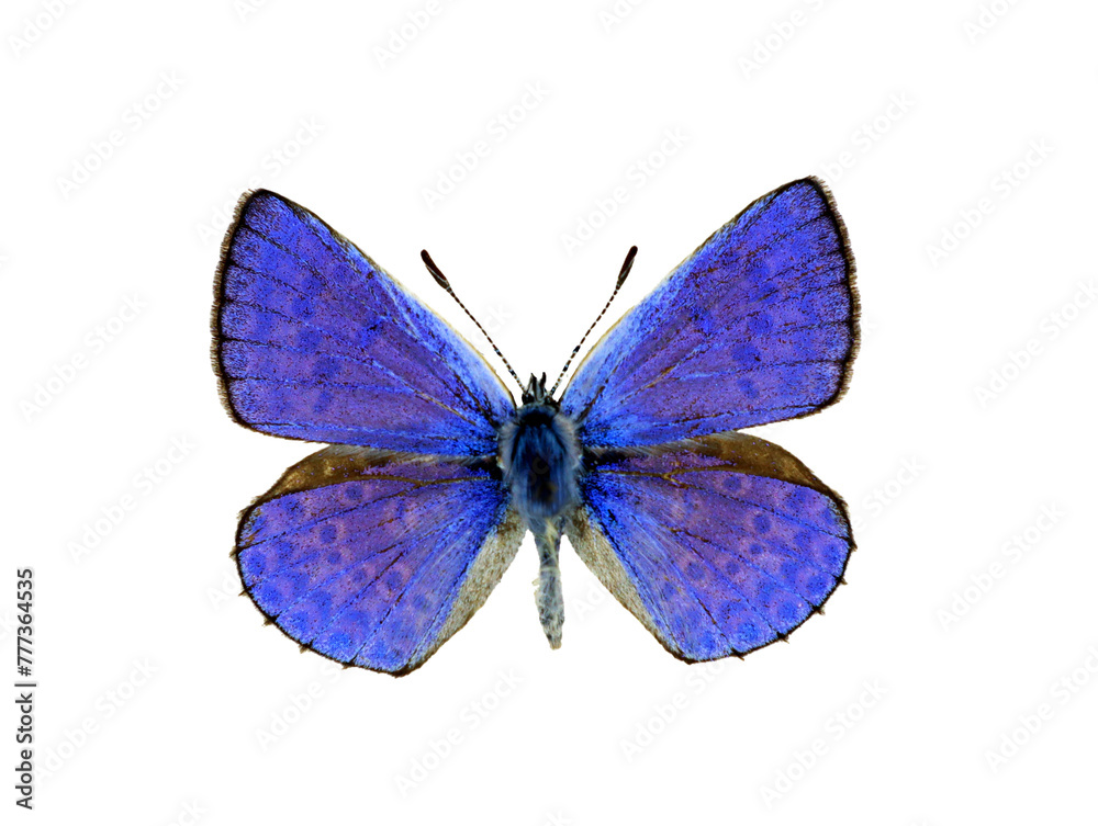 Blue butterfly isolated on transparent. Big blue iridescent butterfly ...