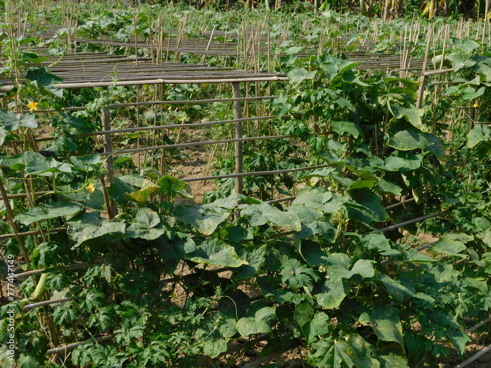 Vegetable cultivation is made of bamboo poles and lalan yarn with the ...