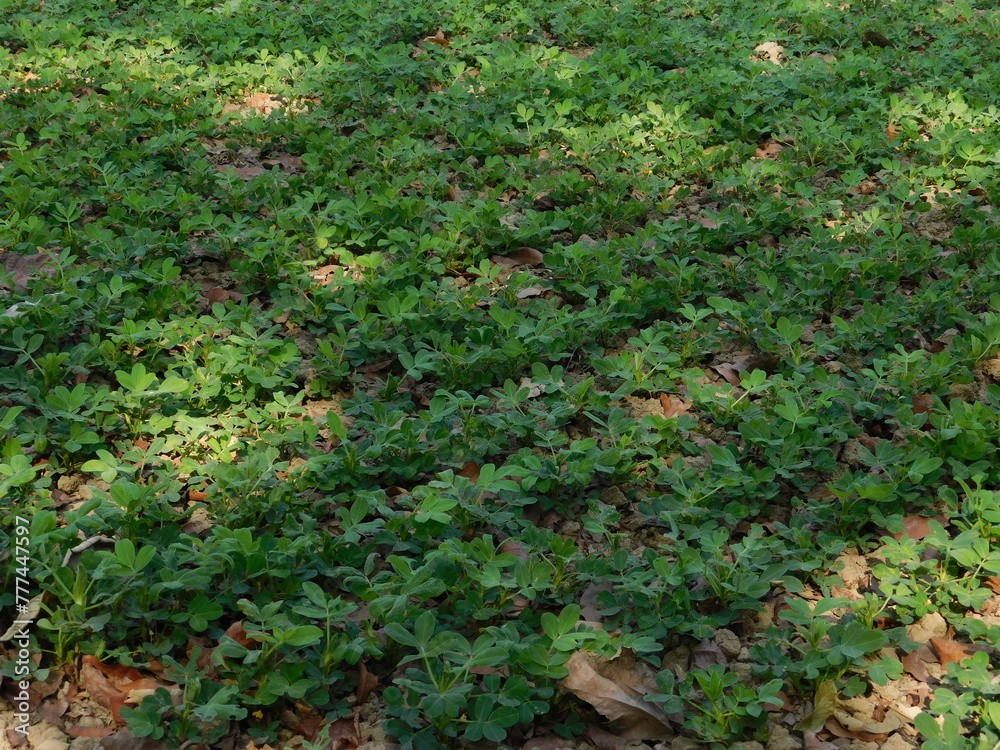 peanut, also known as the groundnut, goober, pindar, or monkey nut, and ...
