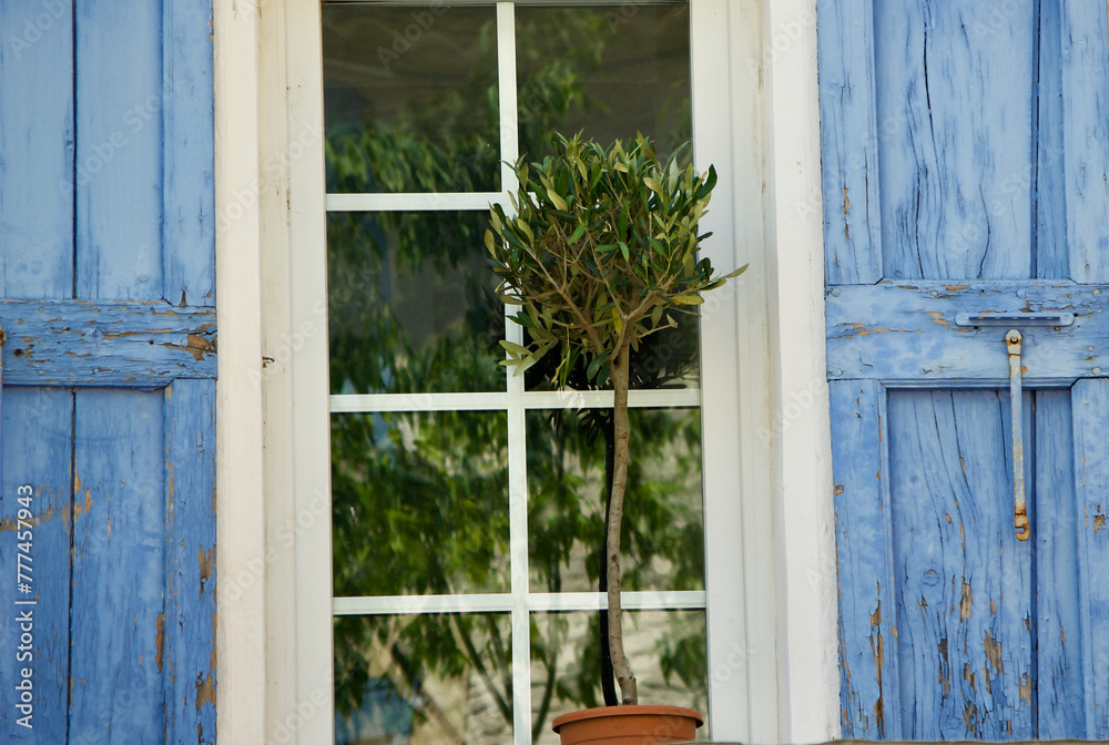 A small potted olive tree in front of a window with blue shutters and ...