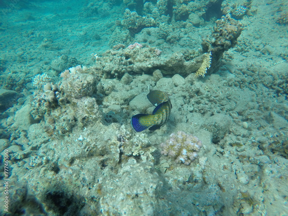 Cephalopholis argus, the peacock hind, roi, bluespotted grouper, and ...