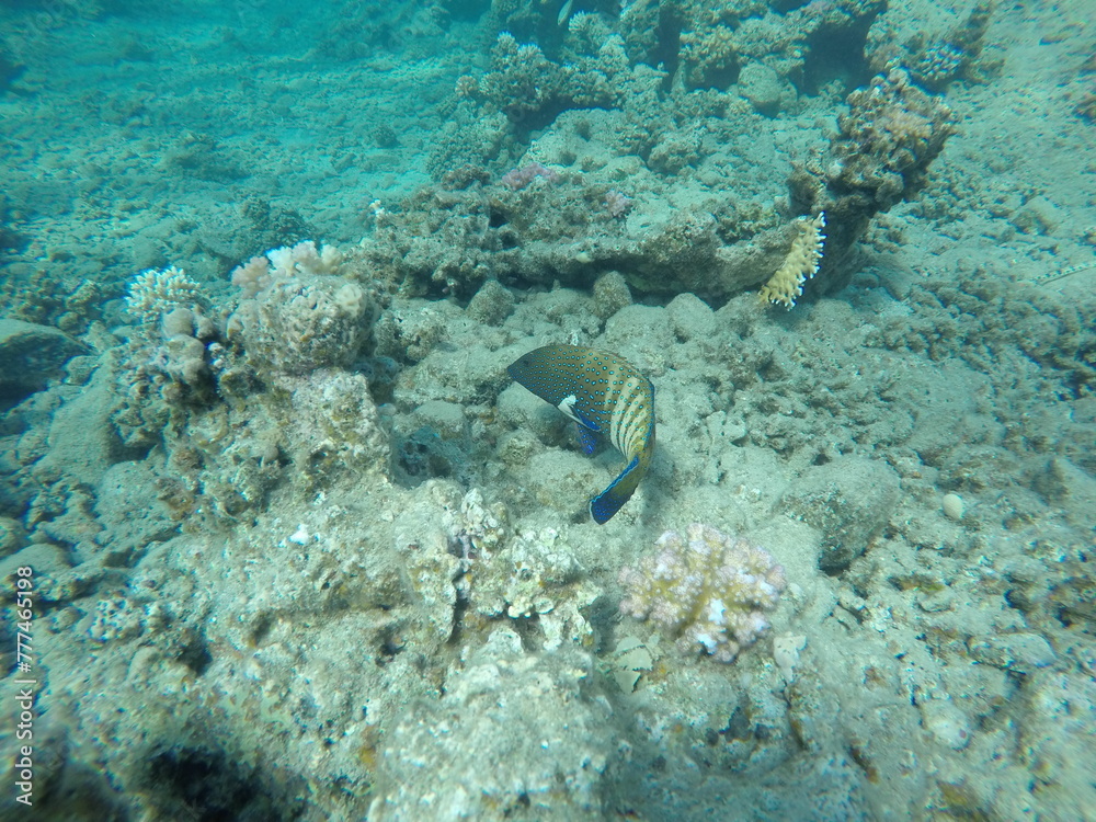 Cephalopholis argus, the peacock hind, roi, bluespotted grouper, and ...