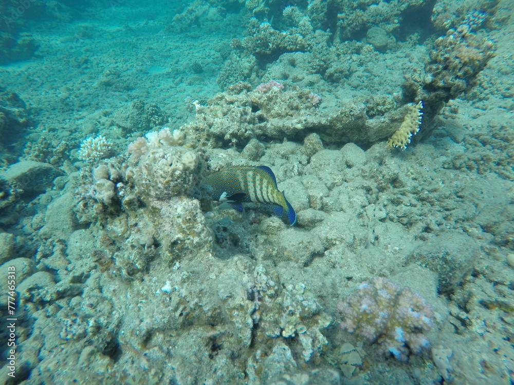 Cephalopholis argus, the peacock hind, roi, bluespotted grouper, and ...