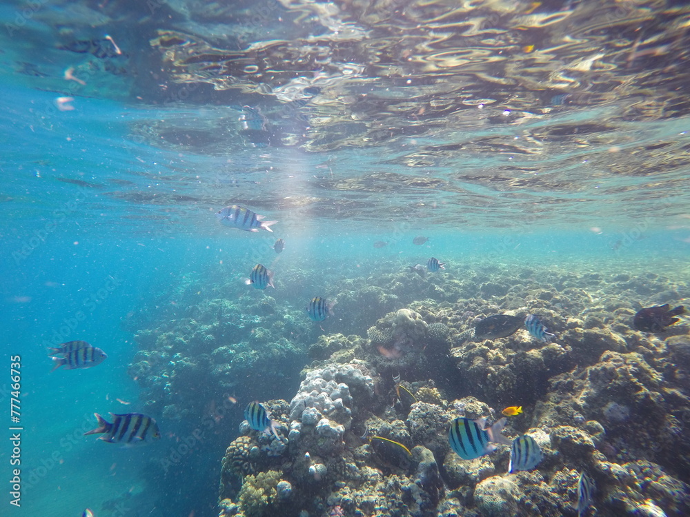 Indo-Pacific sergeant (Abudefduf vaigiensis) is a species of damselfish ...