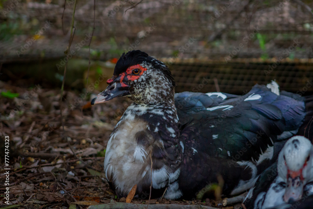 Cairina moschata domestica (Donkin 1989), conocida como pato criollo ...