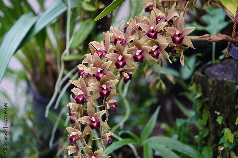 Dendrobium parishii (Parish's dendrobium) is a species of orchid native ...
