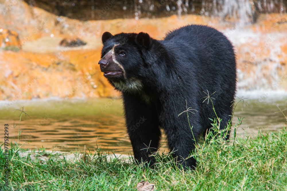 spectacled bear (Tremarctos ornatus), also known as the South American ...