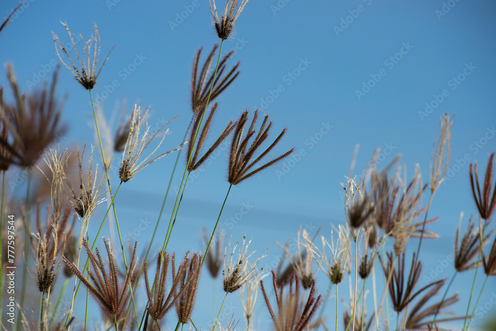 Flowers, leaves, seeds and twigs of Chloris barbata Sw., known as ...